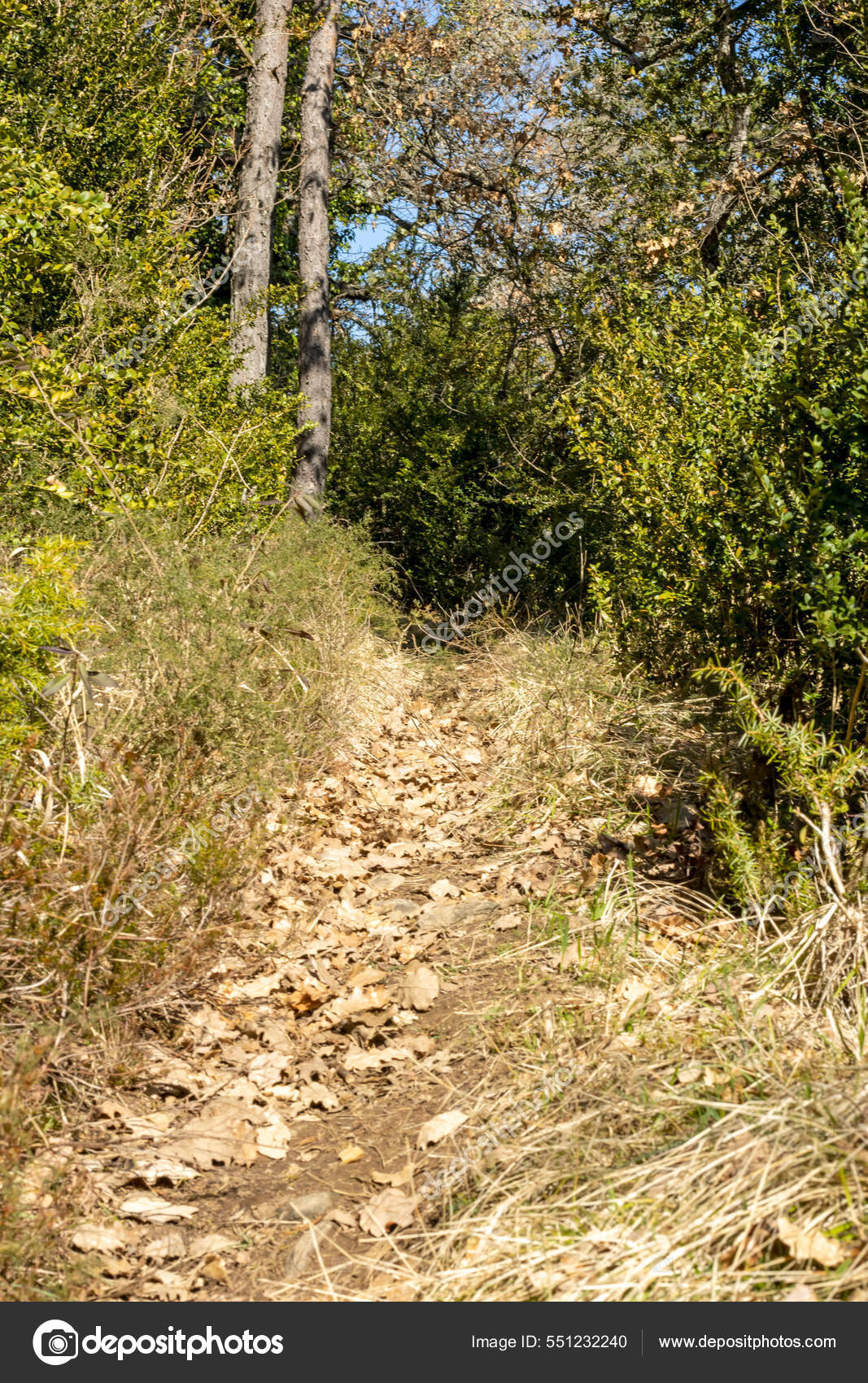 Mountain Trails Covered Greenery — Stock Photo © JosefePhotography ...