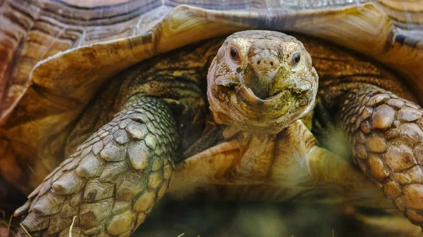 Close up of big crawling turtle with a hard shell at the zoo. Tropical ...