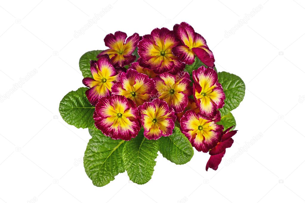 Vista superior de las flores de onagra rosa 'Primula Acaulis' con medio ...