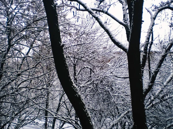 Back yard Stock Photos, Royalty Free Back yard Images | Depositphotos