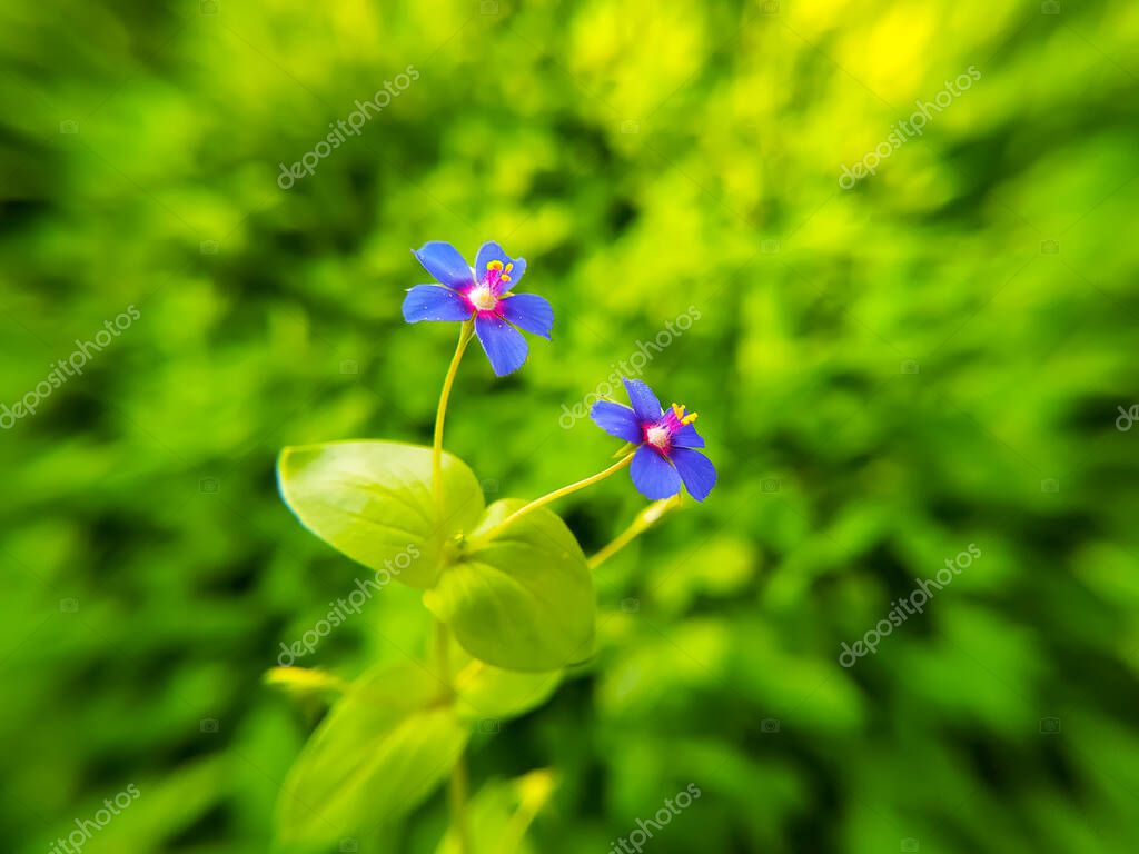 Pimpinela azul escarlata o arvensis de Anagallis brillando sobre el ...