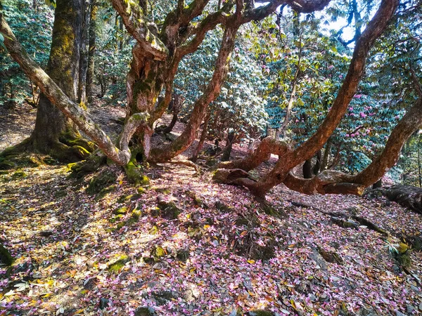 Flowers and leaves scattered under the of a twisted trees in the forest ...
