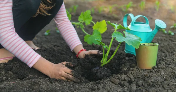 Planting with children Stock Photos, Royalty Free Planting with ...