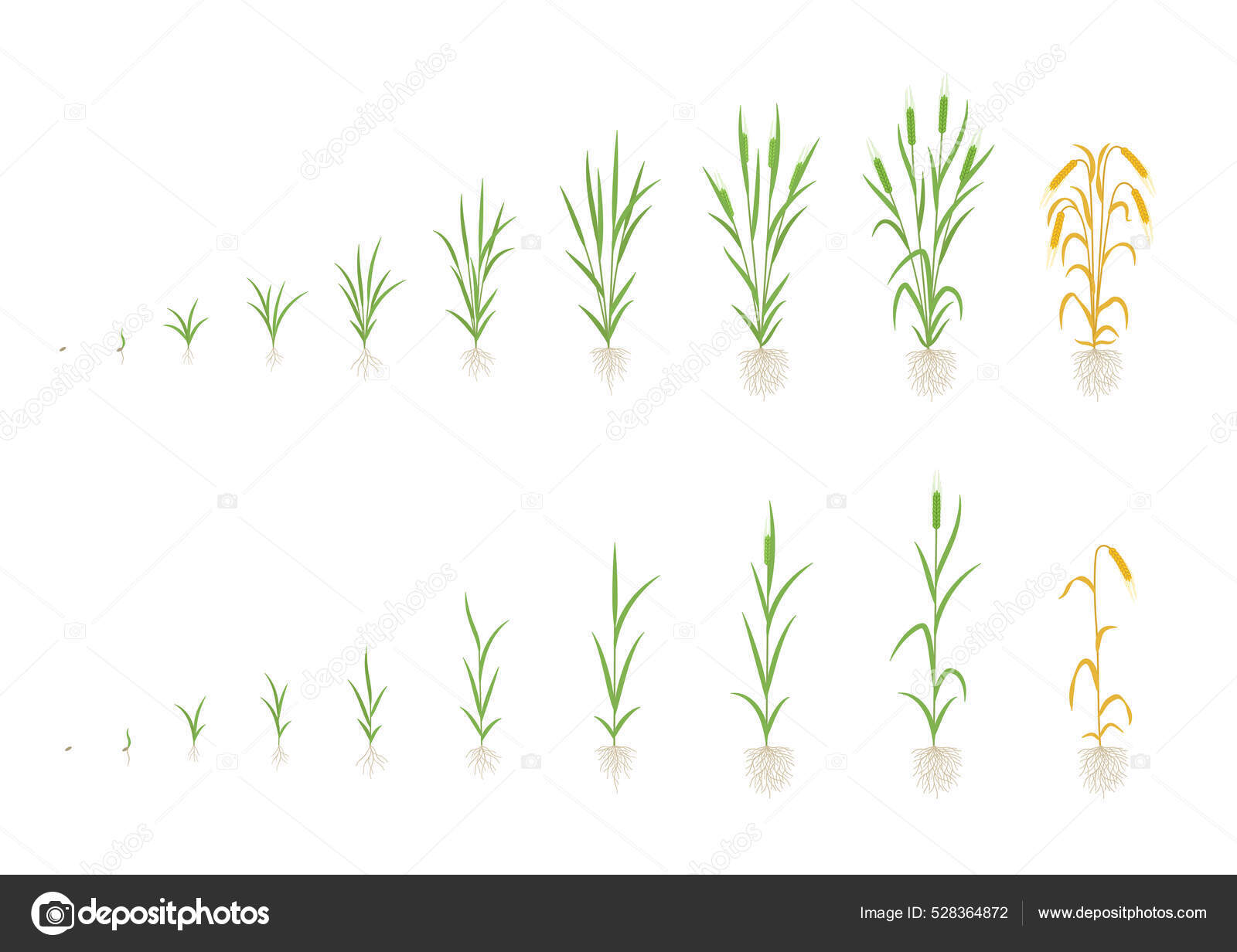 Barley growth stages. With one and multiple stems. Hordeum vulgare ...