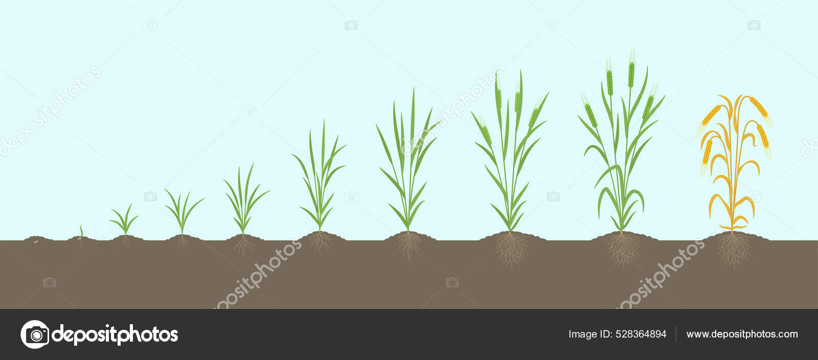 Barley growth stages. Multiple stems. Hordeum vulgare. Harvest ...