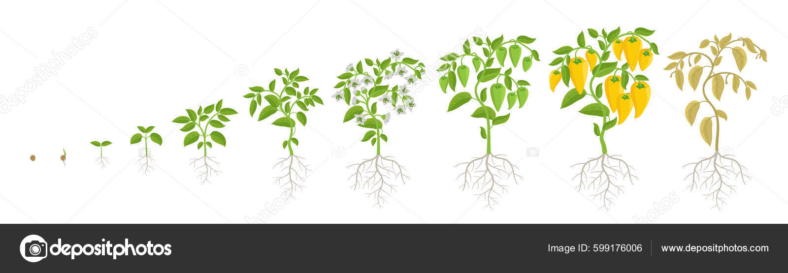 Ripening Period Steps Harvest Animation Progression Vector Infographic ...