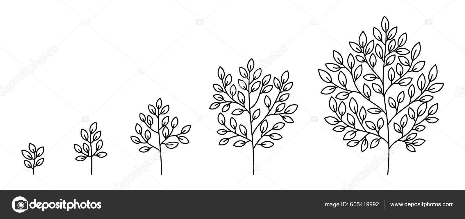 Plant Development Phases Animation Progression Vector Sketch ...