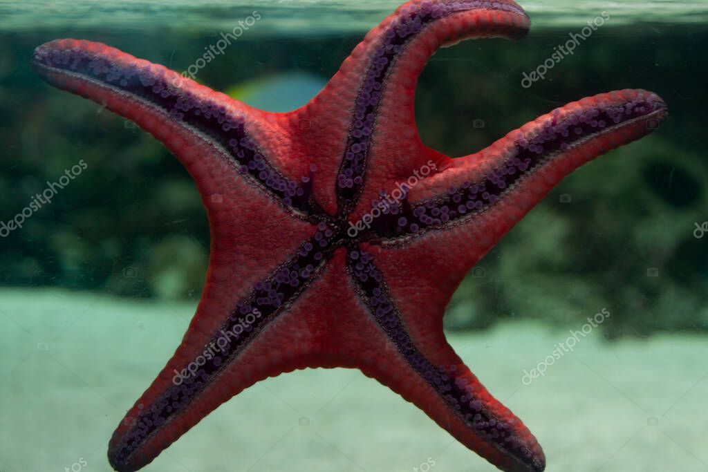 Red five armed starfish or sea star climbing the thick glass walls in ...