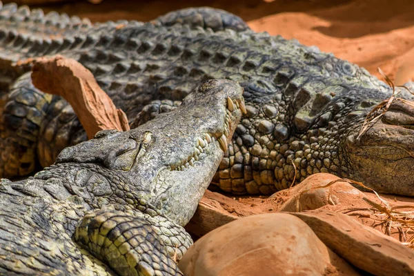 Crocodile Dangerous Prehistoric Predatory Reptile Stock Photo by ©Bgir ...