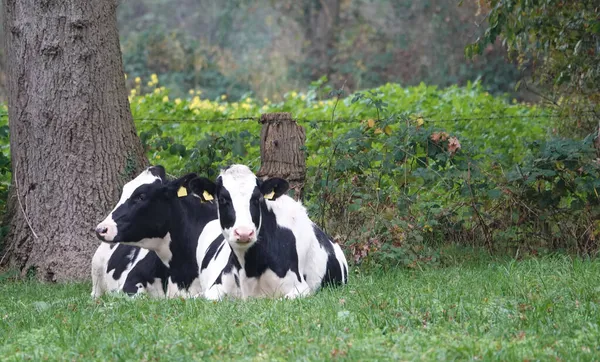 Two cows Stock Photos, Royalty Free Two cows Images | Depositphotos