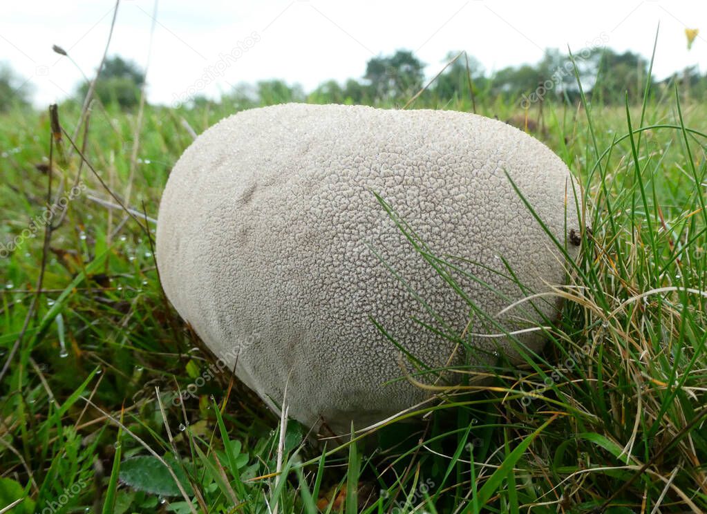 Mosaic Puffball o Calvatia utriformis es un hongo grande que crece en ...