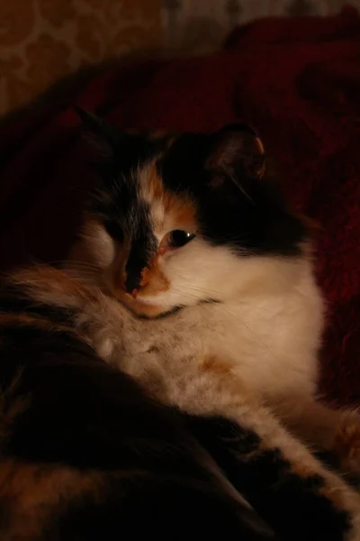 Regal queen Stock Photos, Royalty Free Regal queen Images | Depositphotos