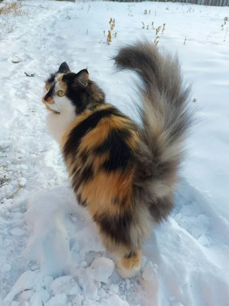 Eartuffs Stock Photos, Royalty Free Eartuffs Images | Depositphotos