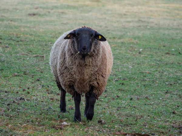 Belgian sheep Stock Photos, Royalty Free Belgian sheep Images ...