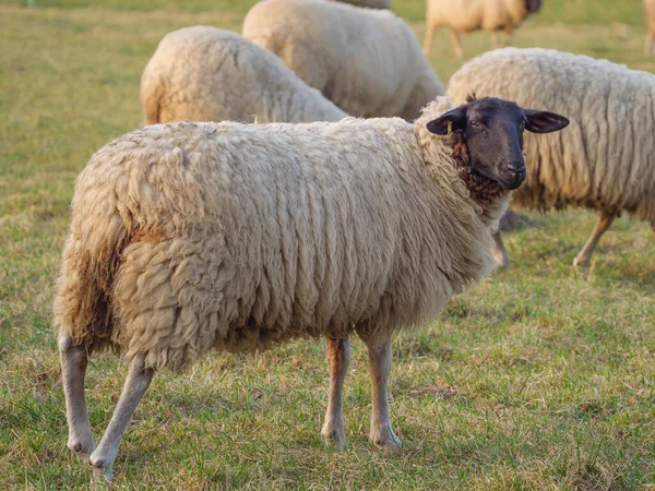 Sheep wool Stock Photos, Royalty Free Sheep wool Images | Depositphotos