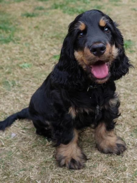 Black cocker spaniel Stock Photos, Royalty Free Black cocker spaniel ...