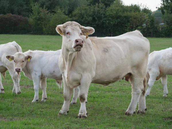 Charolais cow Stock Photos, Royalty Free Charolais cow Images | Depositphotos