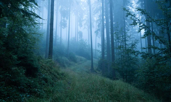 Gloomy and dark forest during a foggy morning with the best mystic ...