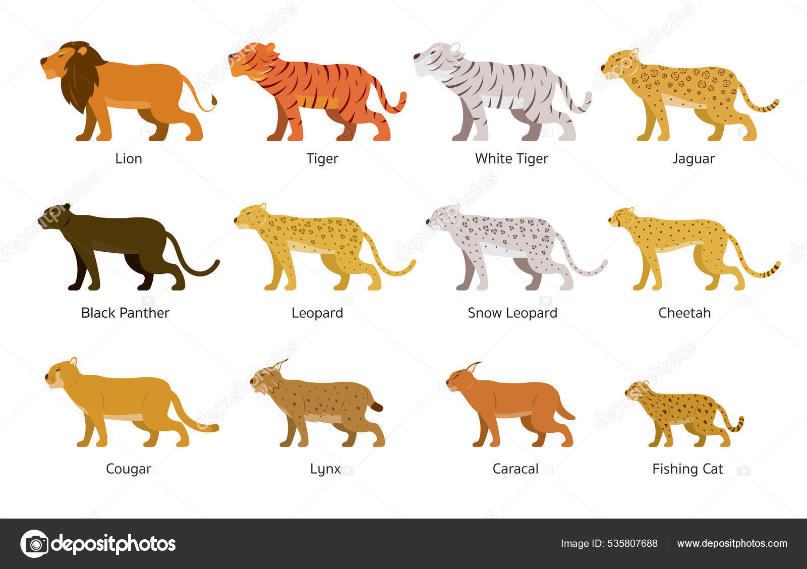 Felidae Feline Large Wild Cats Set Stock Vector by ©muchmania 535807688