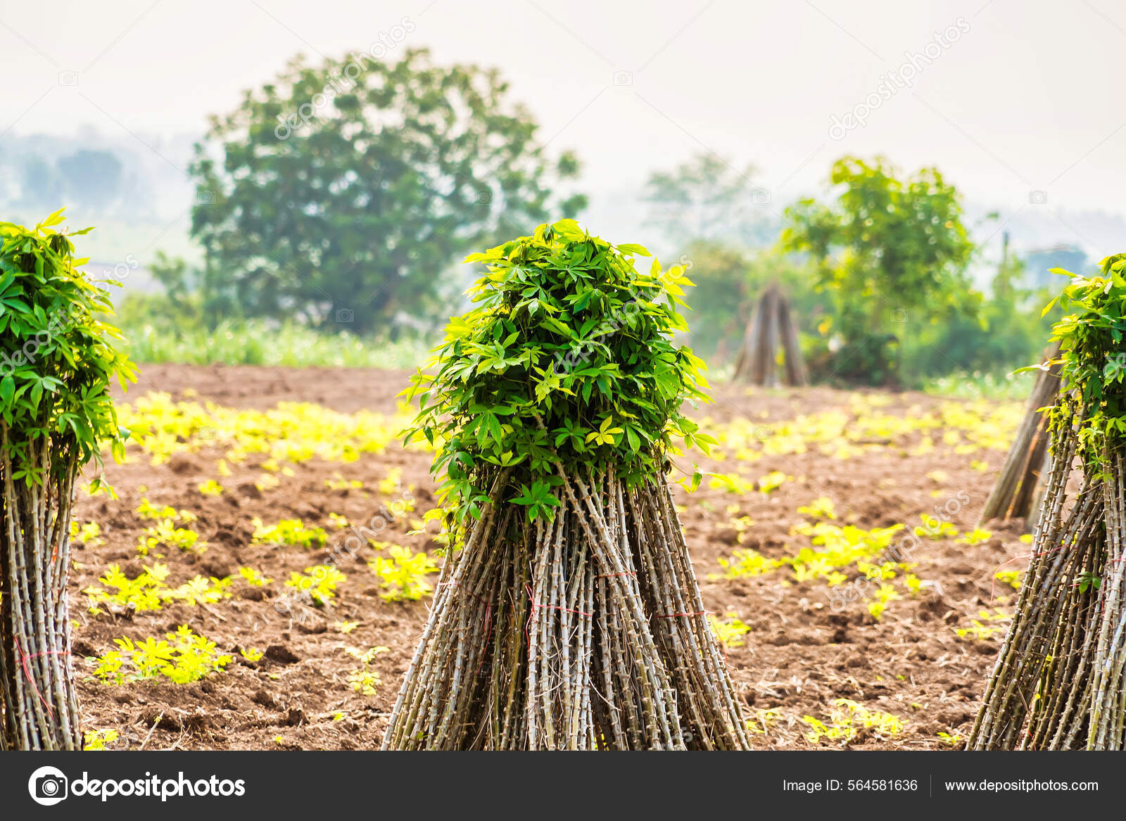 Bundle Stems Cassava Grow Cassava Preparing Cassava Field Planting ...