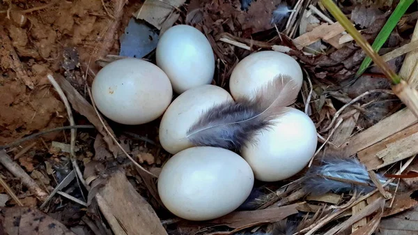 Wild Chicken nest with eggs in a natural environment. Natural organic ...
