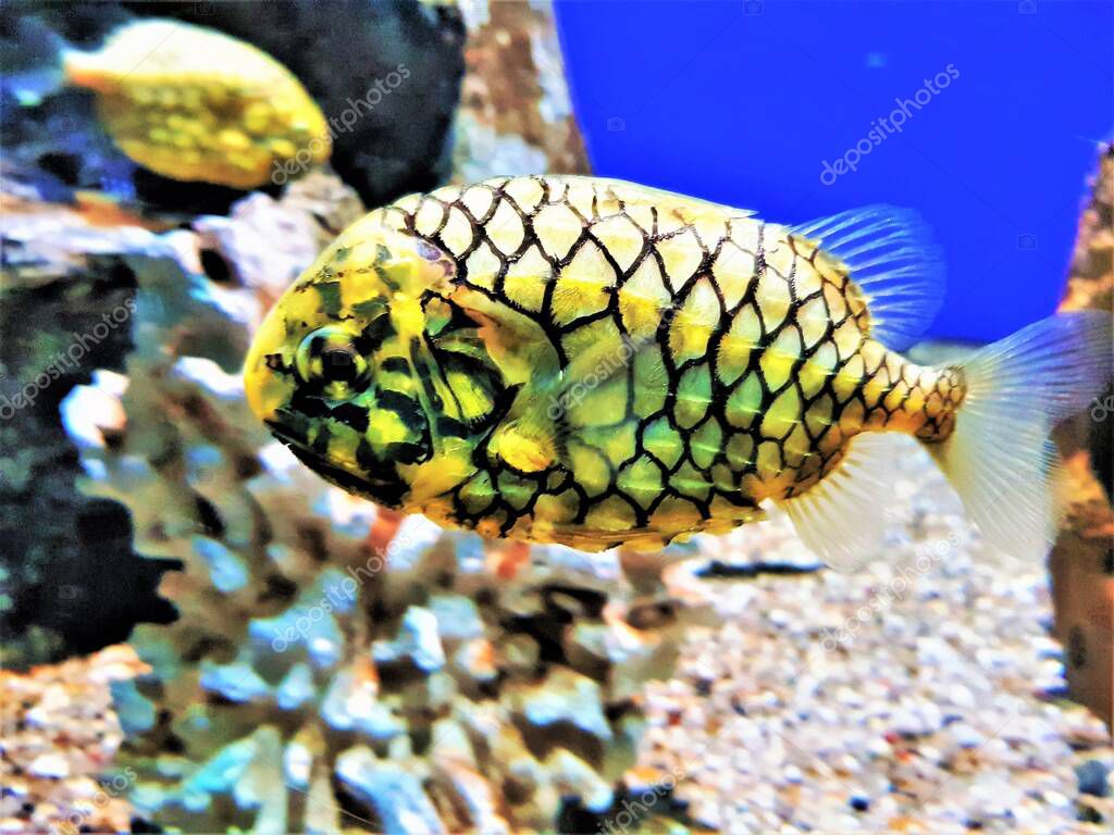 El pez piña (Cleidopus gloriamaris, el Mailfish), espinas dorsales ...