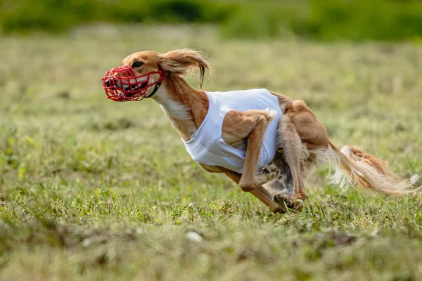 Saluki dog running fast and chasing lure across green field at dog ...