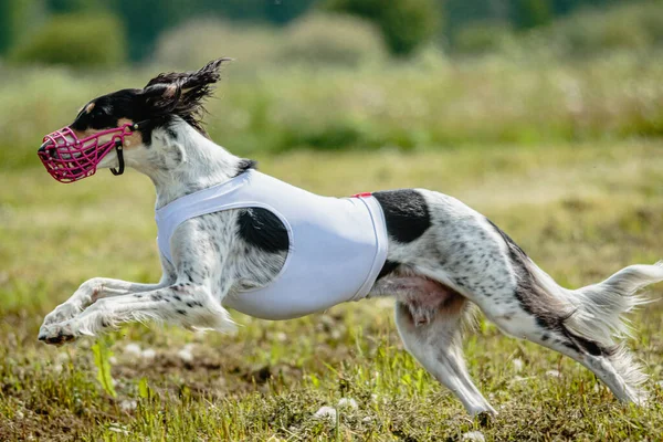 Saluki dog running fast and chasing lure across green field at dog ...