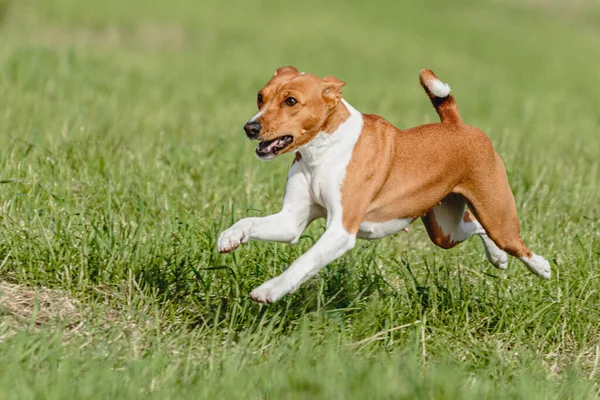 Basenji dog running fast and chasing lure across green field at dog ...