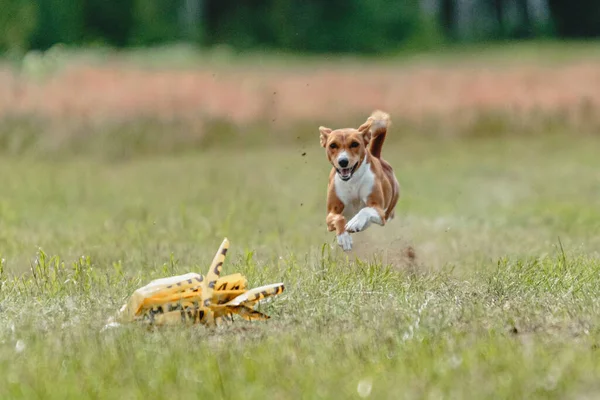 Basenji dog running fast and chasing lure across green field at dog ...