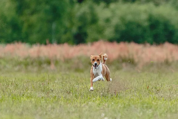 Basenji dog running fast and chasing lure across green field at dog ...