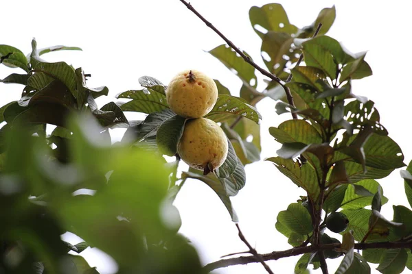 Guava tree with ripe guavas - Stock Image - Everypixel