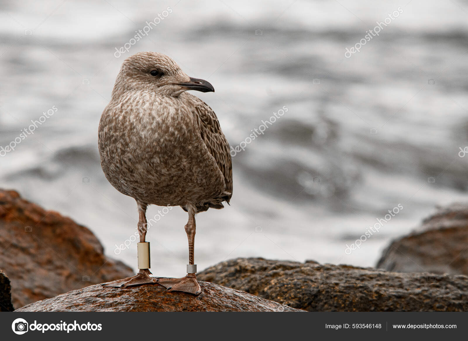 Close Beautiful Spotted Gull Black Beak Identification Rings Its Legs ...
