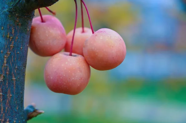 Buah pir dan anggur images libres de droit, photos de Buah pir dan ...