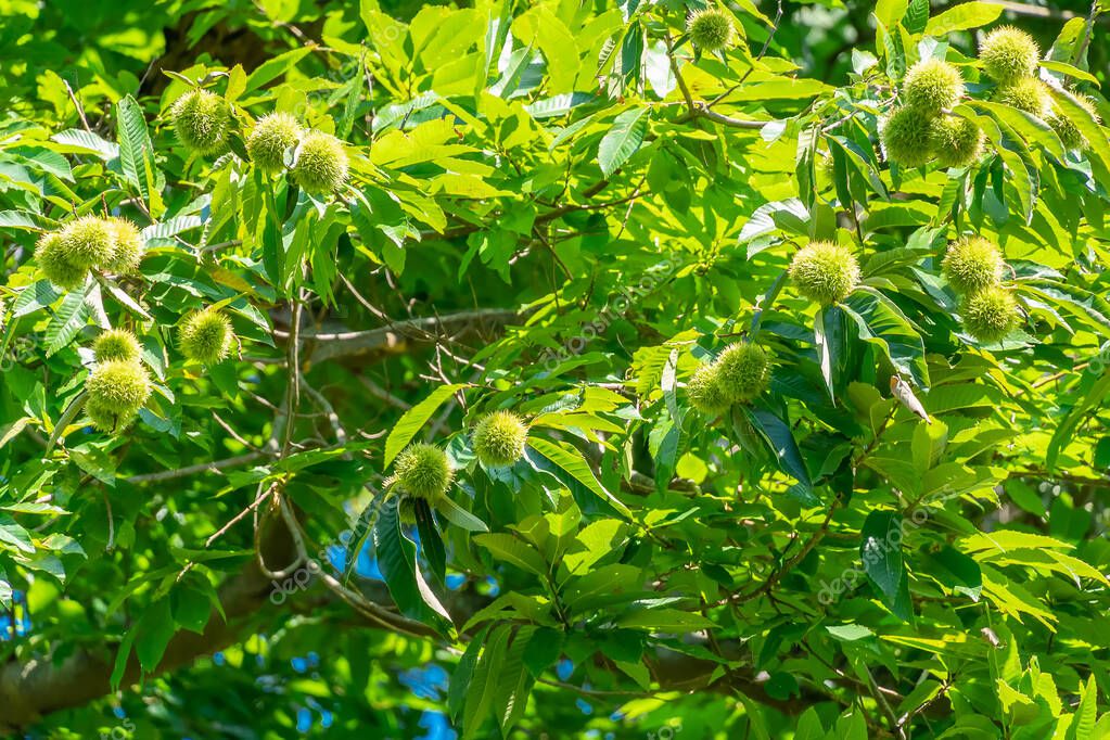 Primer plano de castañas verdes que maduran en un árbol, copiar espacio ...