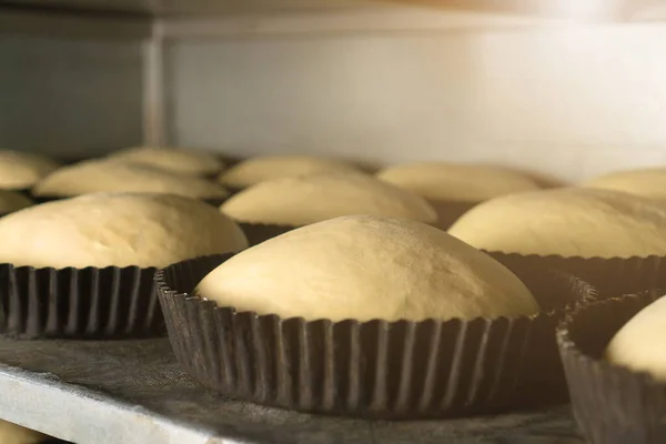 Close-up of bread dough in round iron molds. Dough in the molds fits to ...