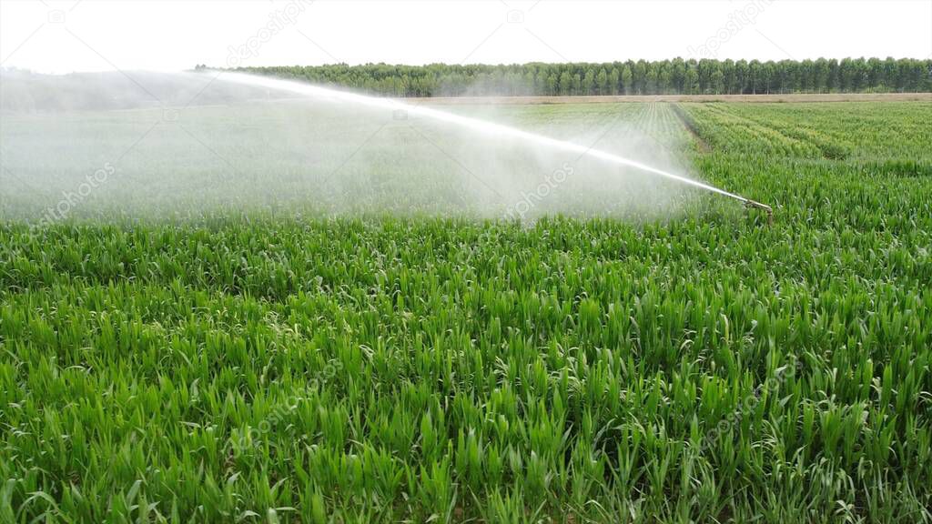 vista del arrozal en el valle del Po - vista del dron de un arrozal con ...