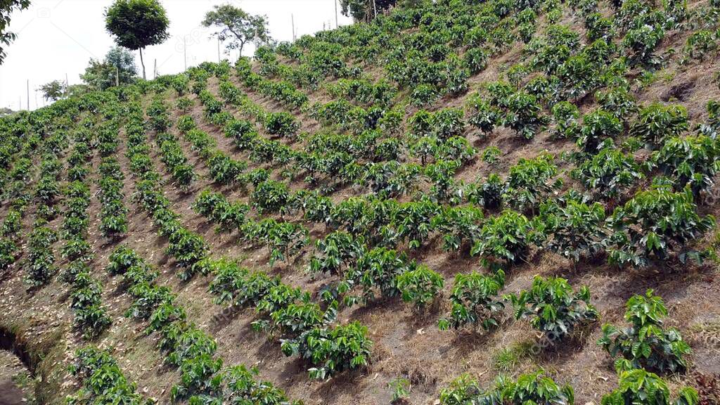 vista aérea del dron de una plantación de café con plantas de café en ...