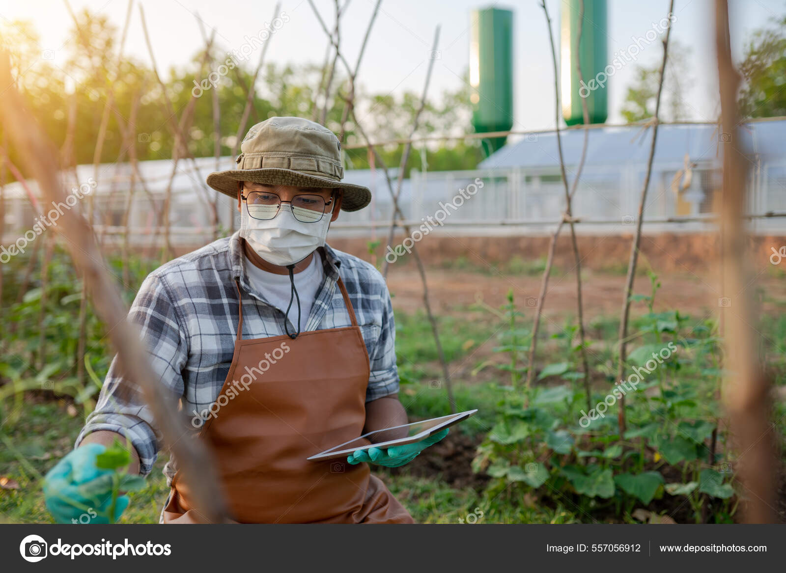 Young Farmer Checks Quality Vegetables Crops Grows Ensure Good Quality ...