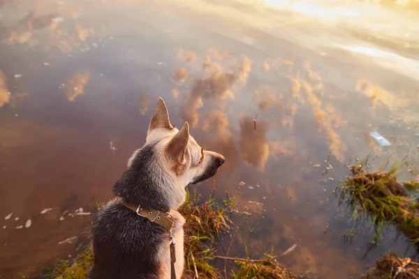 Dog sunrise Stock Photos, Royalty Free Dog sunrise Images | Depositphotos