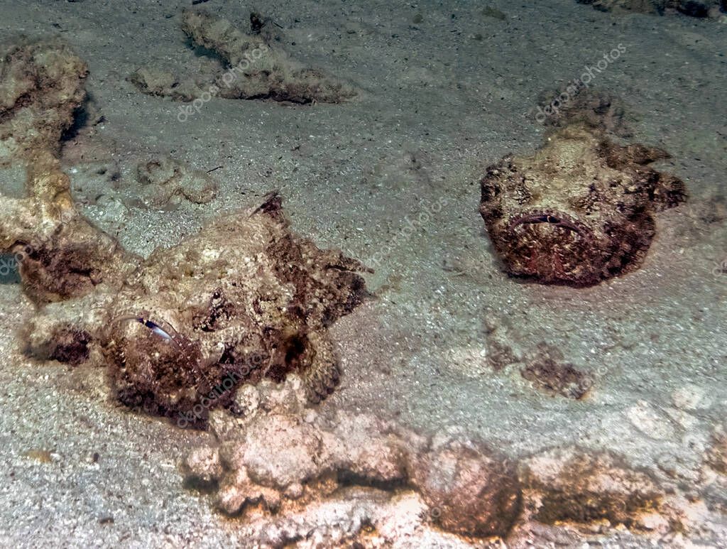 Un par de Scorpionfish diablo (Scorpaenopsis diabolus) en el Mar Rojo ...