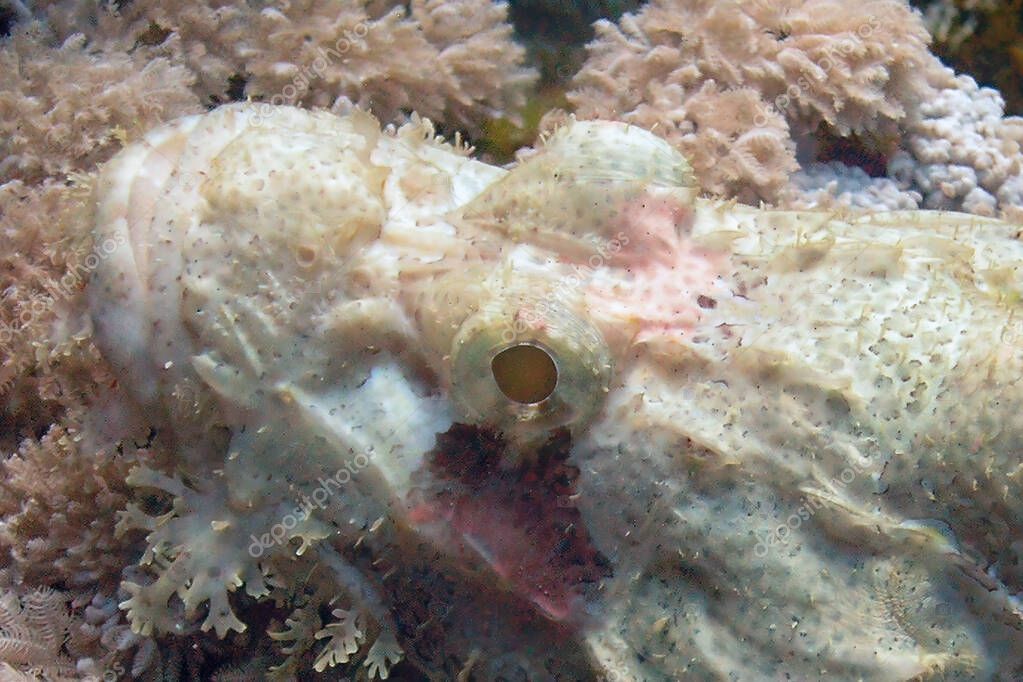 Un pez escorpión barbudo (Scorpaenopsis barbata) en el Mar Rojo, Egipto ...