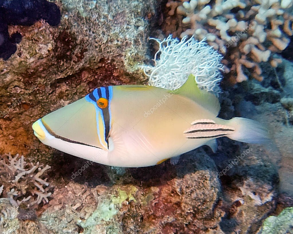 A Picasso Triggerfish (Rhinecanthus aculeatus) en el Mar Rojo, Egipto 2022
