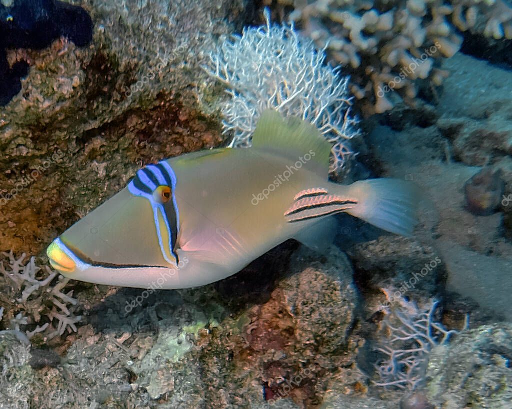 A Picasso Triggerfish (Rhinecanthus aculeatus) en el Mar Rojo, Egipto 2022