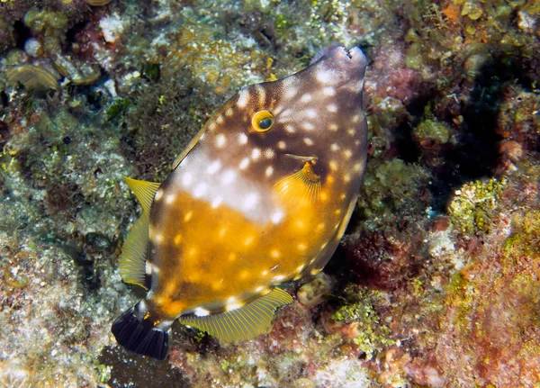 Yellow spotted triggerfish Stock Photos, Royalty Free Yellow spotted ...