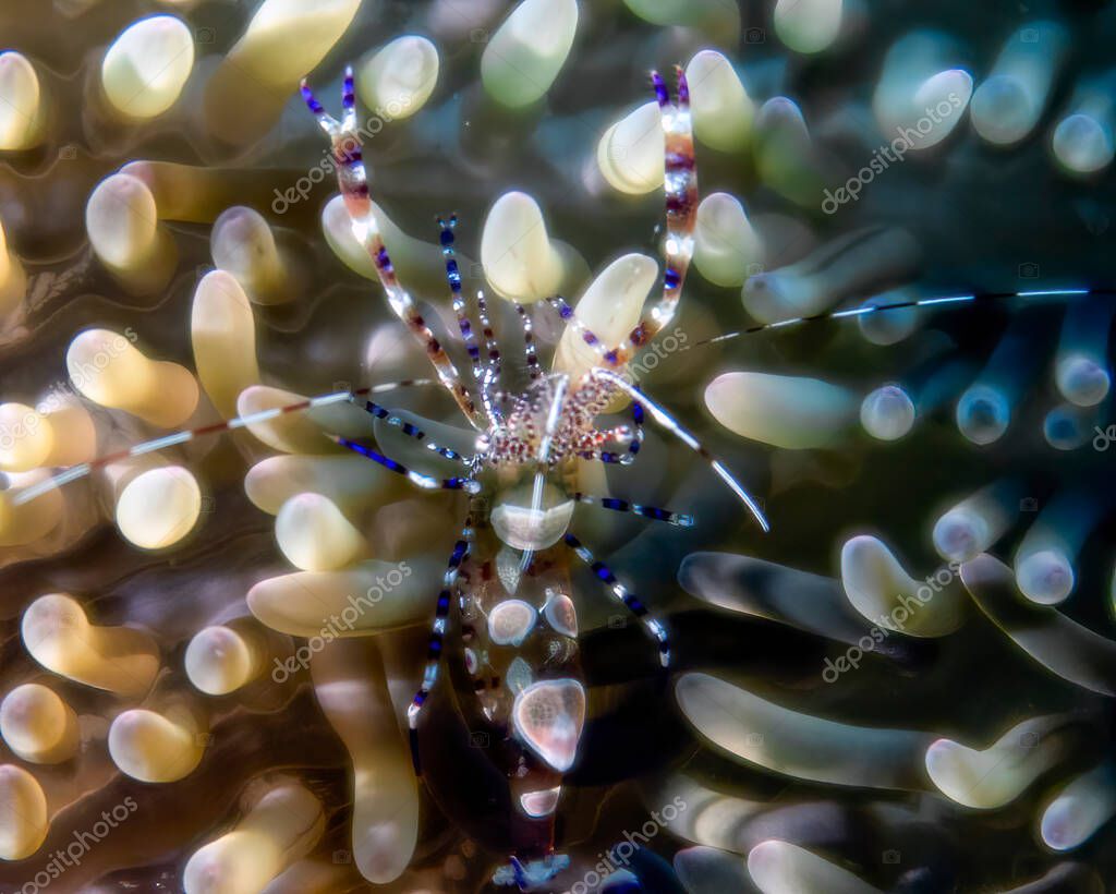 A Spotted Cleaner Shrimp (Periclimenes yucatanicus) in Cozumel, Mexico 2022