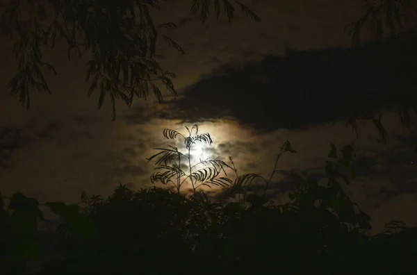 Jungle moon lit Stock Photos, Royalty Free Jungle moon lit Images ...