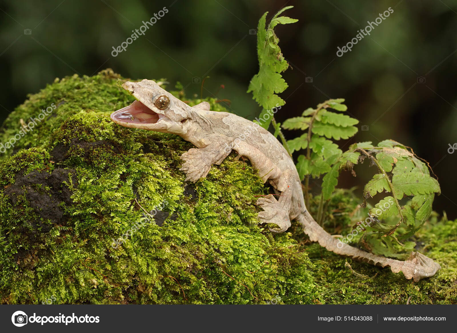Gliding Gecko