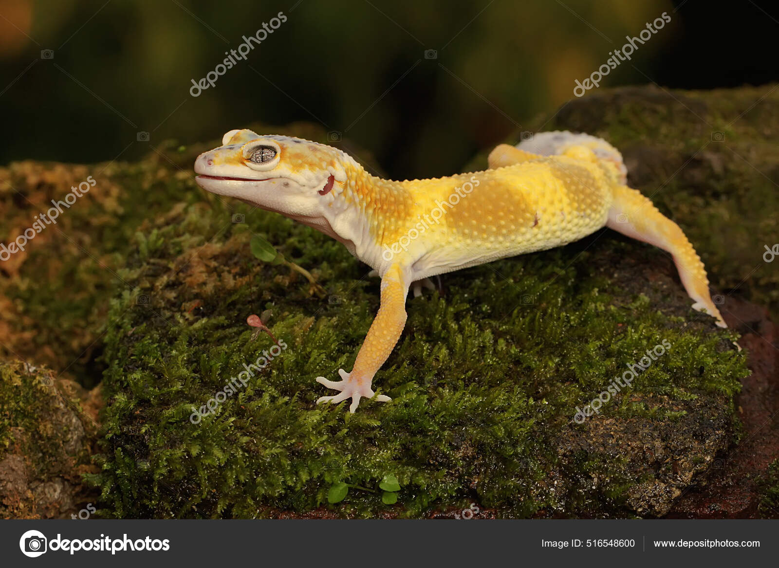 Leopard Gecko Eublepharis Macularius Posing Distinctive Style — Stock ...