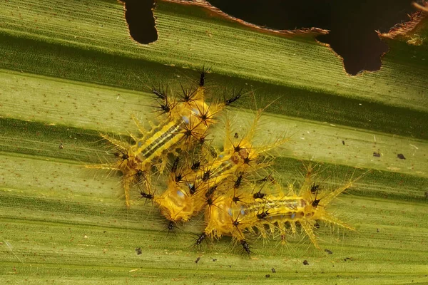 Varias orugas están comiendo hojas de coco jóvenes. El insecto que ...